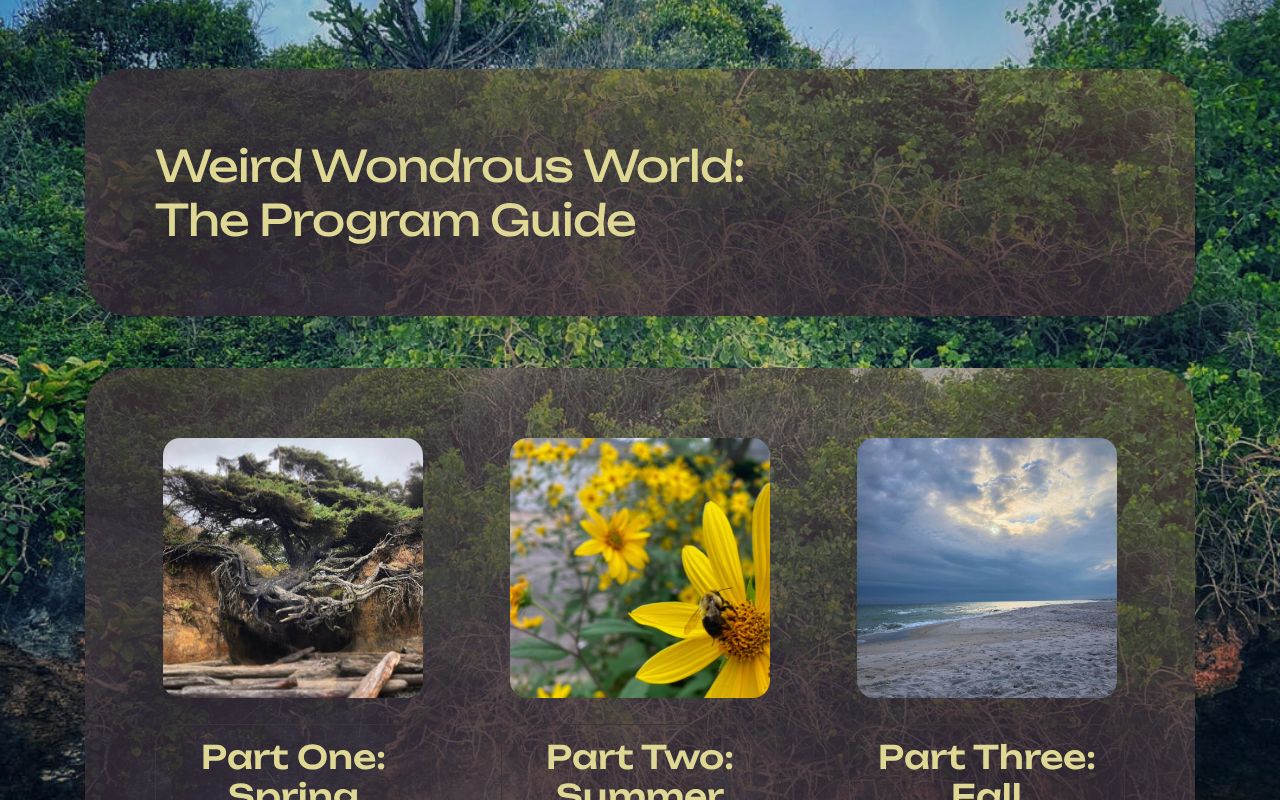 Weird Wondrous World: The Guidebook